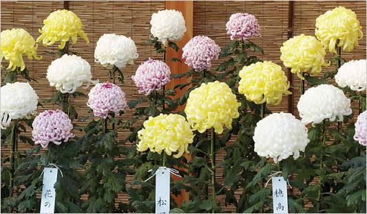 Top 10 Most Popular Flowers In The World 2026